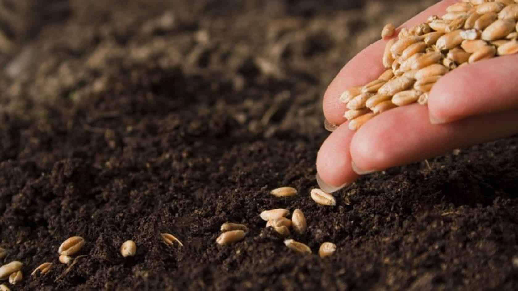 Boost Farm Yields with Farmward's Seed & Precision Ag Solutions